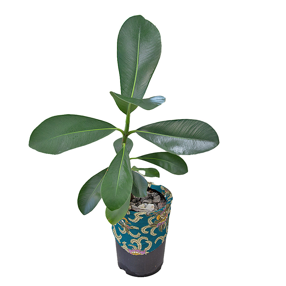 Ficus Elastica Plant Large Ficus L Hsds Online